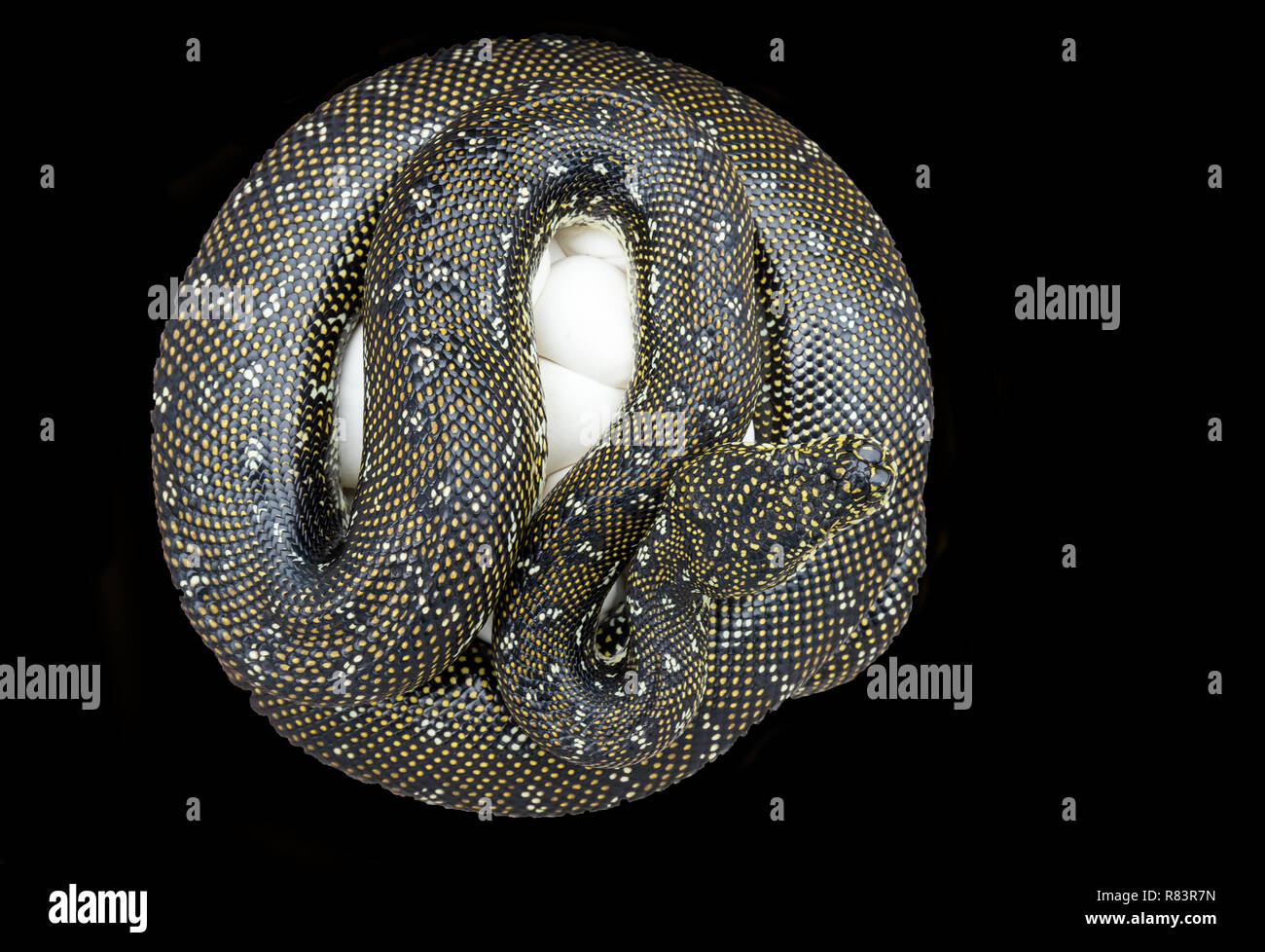 Diamond Python incubating eggs Stock Photo - Alamy