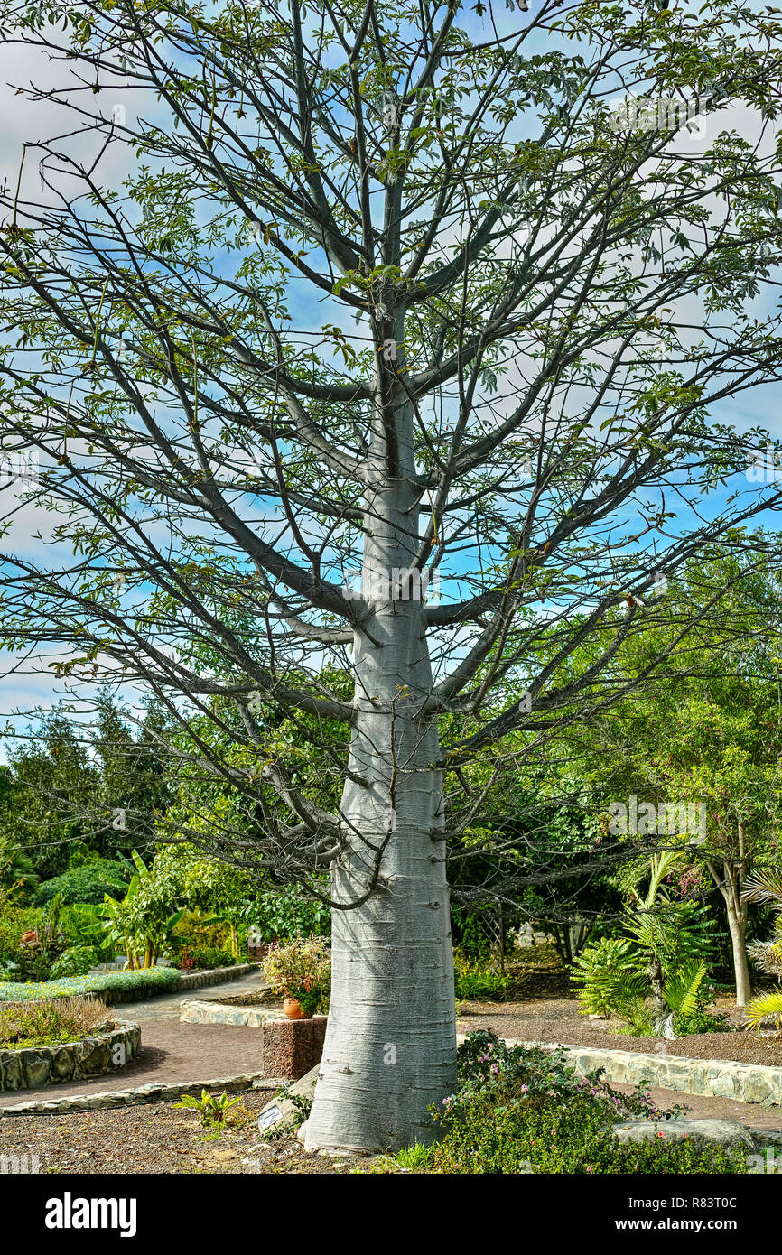 Growing big baobab tree in botanical garden Maspalonas, Gag Canaria ...