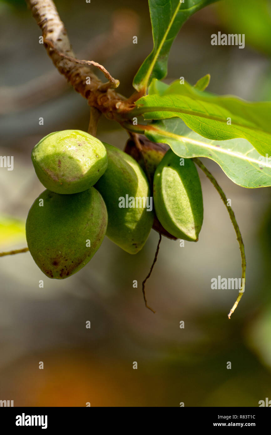 Branch of terminalia catappa or indian almond tree, also known as ...
