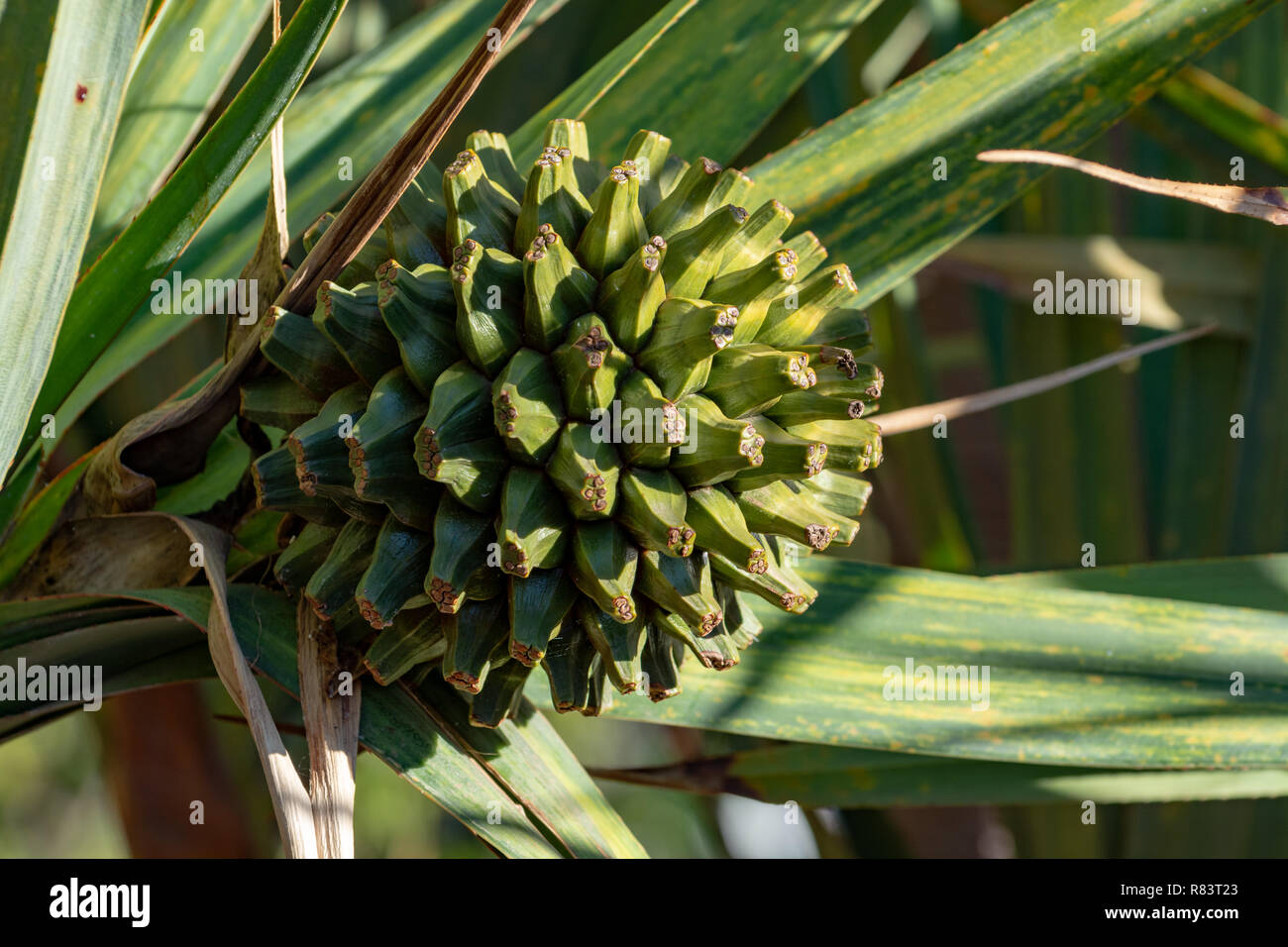 Pandanus utilis or screwpine plant with fruits growing in garde, origin ...