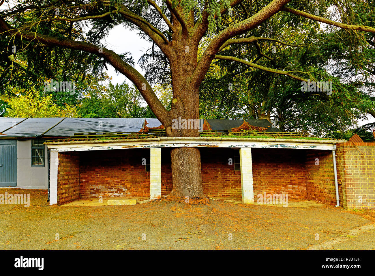The bike shed overgrown tree at Bletchley Park Museum of Code and ...