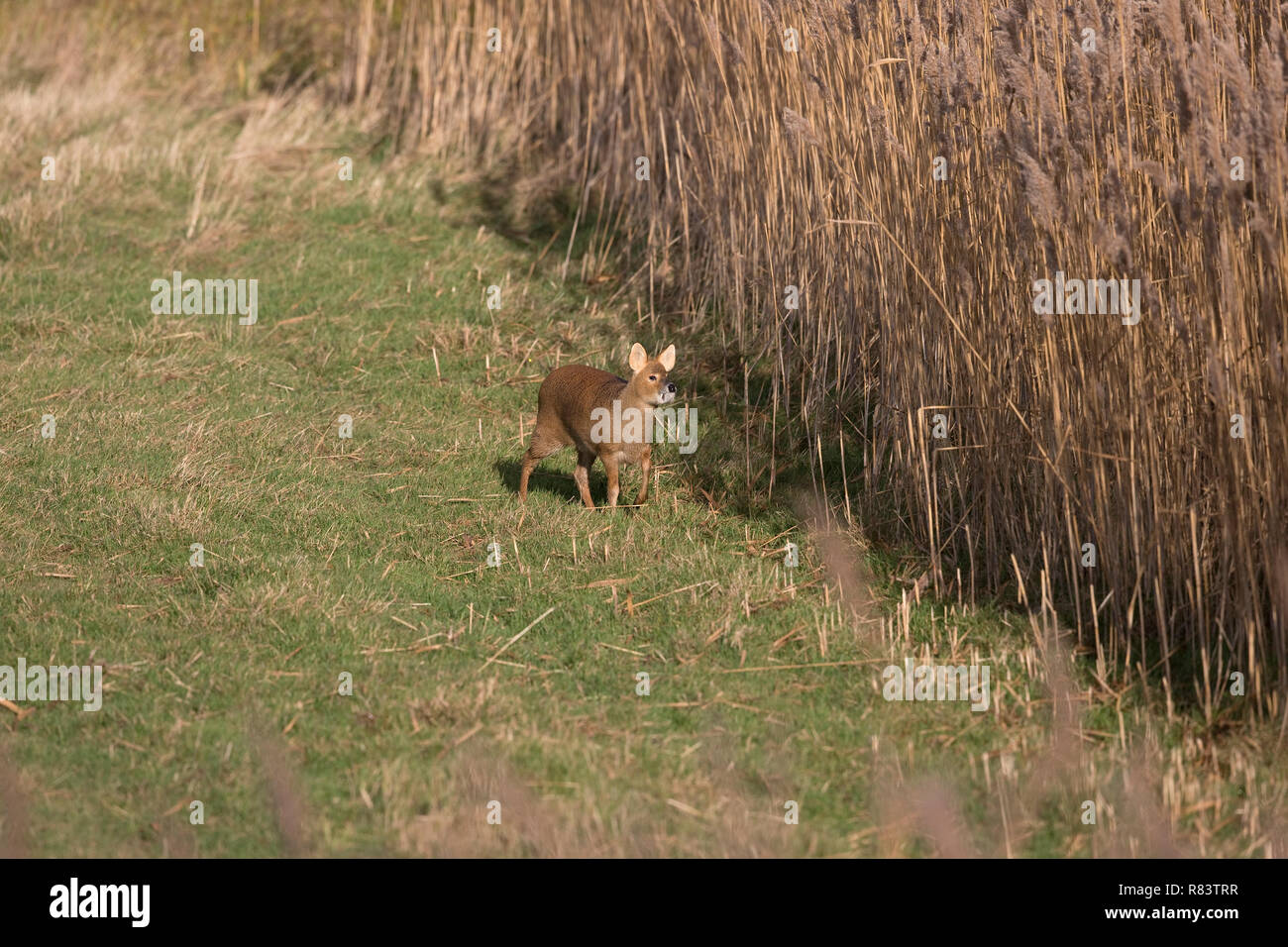 Chinese Water Deer (Hydropotes inermis Stock Photo - Alamy