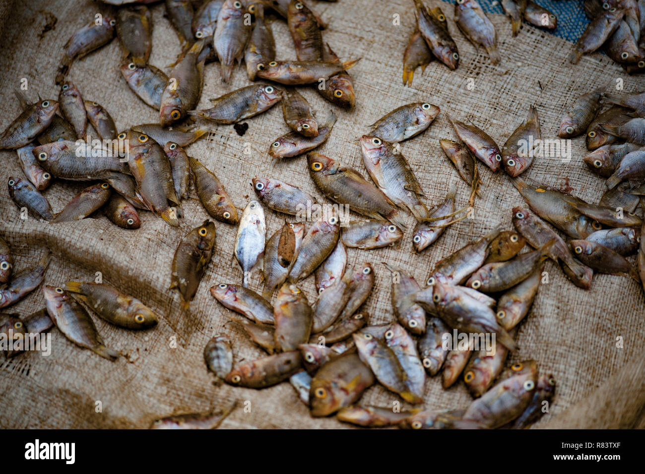 Mali, Africa. Caught fish ready for selling on a local market. Niger ...