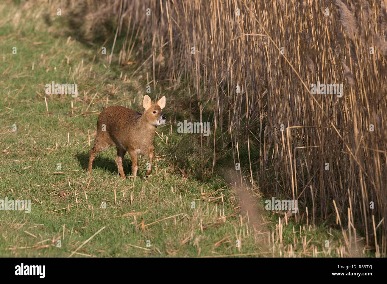 Chinese Water Deer (Hydropotes inermis Stock Photo - Alamy