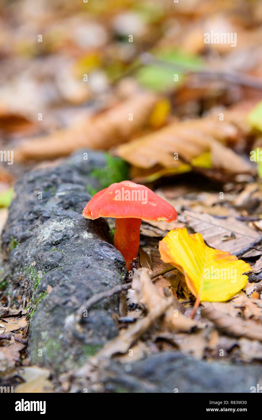 Colorful colourful fungus tree hi-res stock photography and images - Alamy