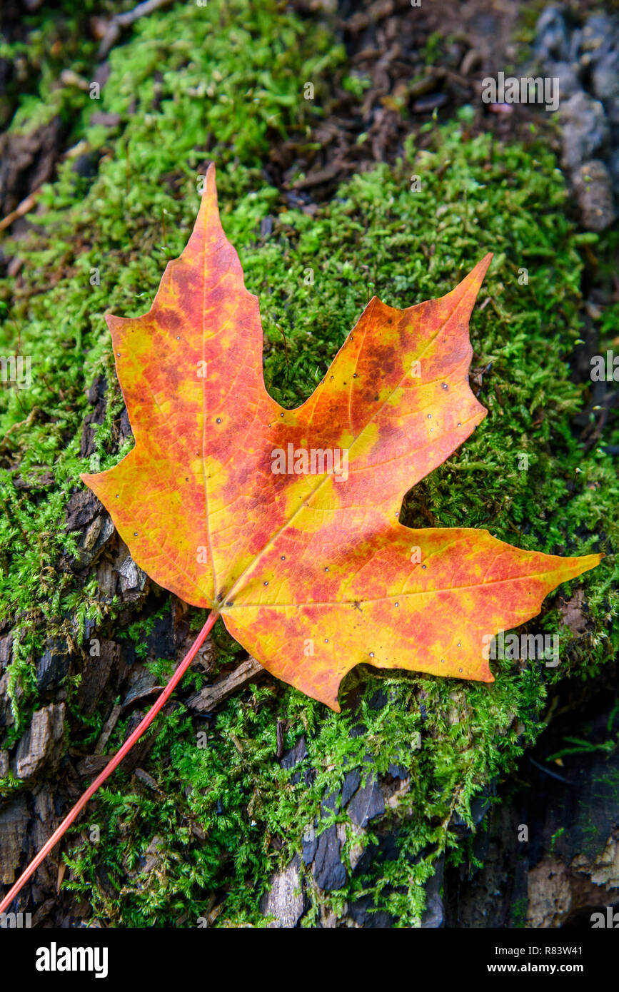 Autumn maple leaf, Algonquin Provincial Park, Ontario, Canada Stock ...