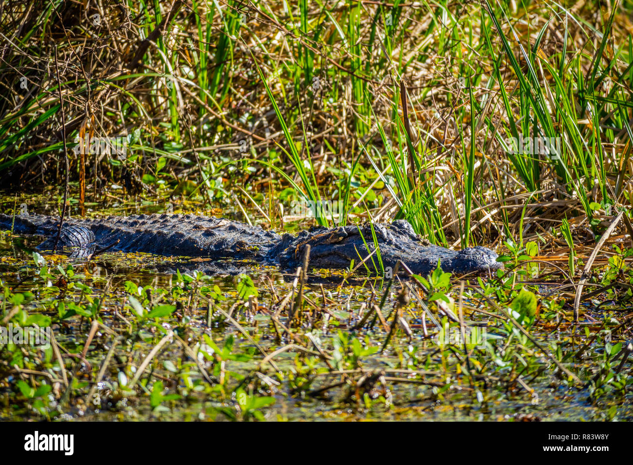 Alligator in mud hi-res stock photography and images - Alamy