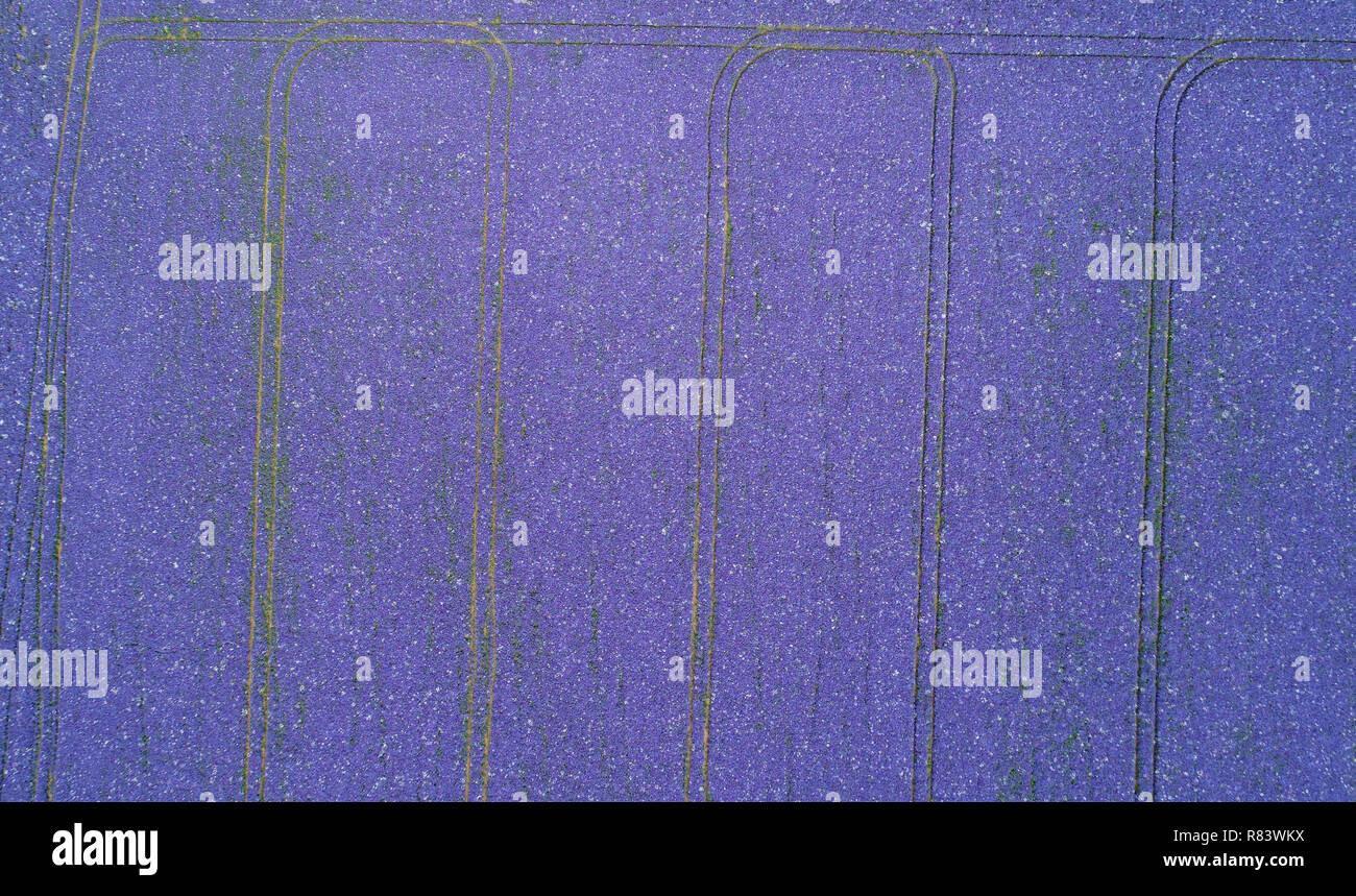 Purple fields hi-res stock photography and images - Alamy