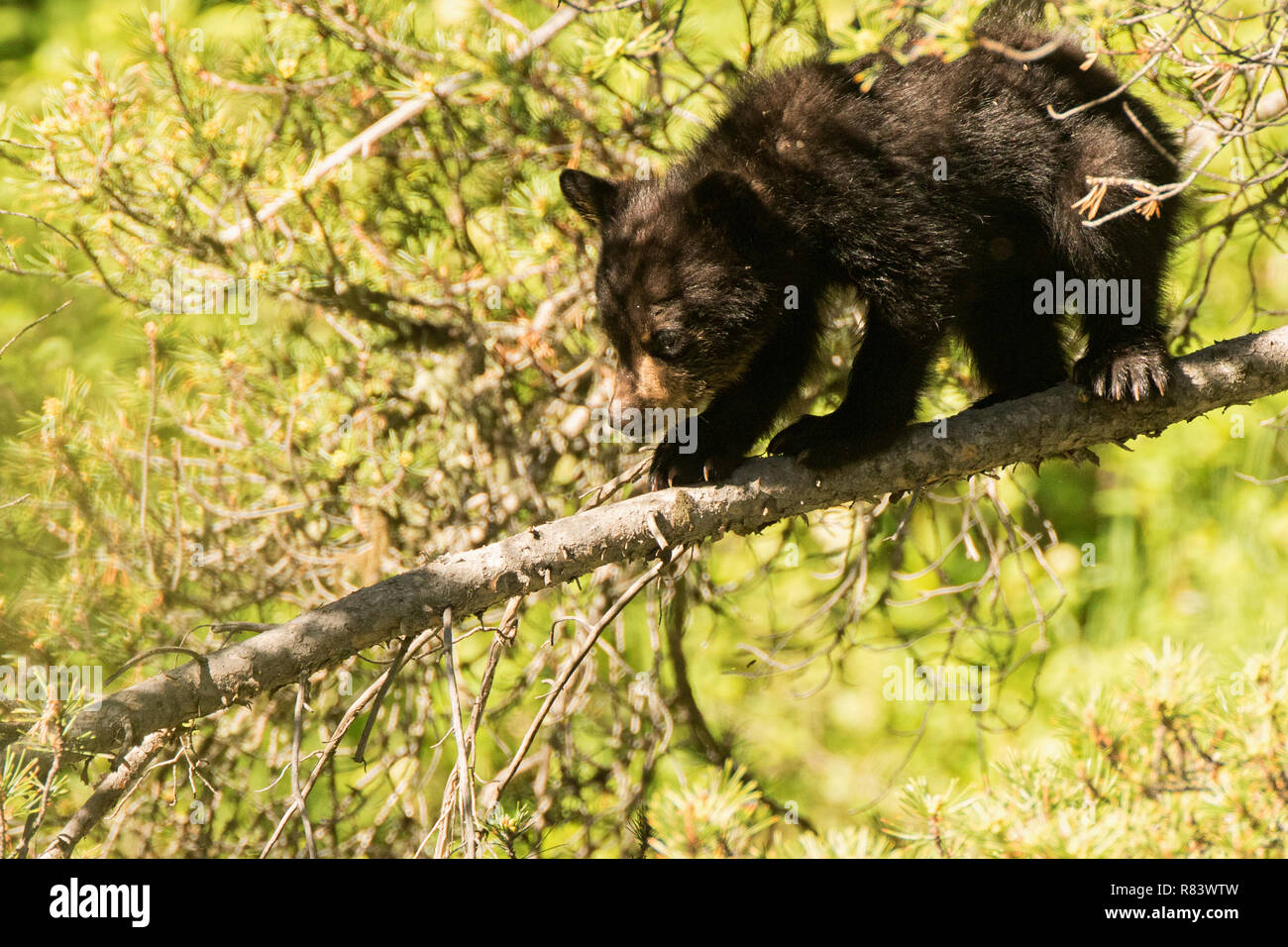 Bear cub in tree hi-res stock photography and images - Alamy