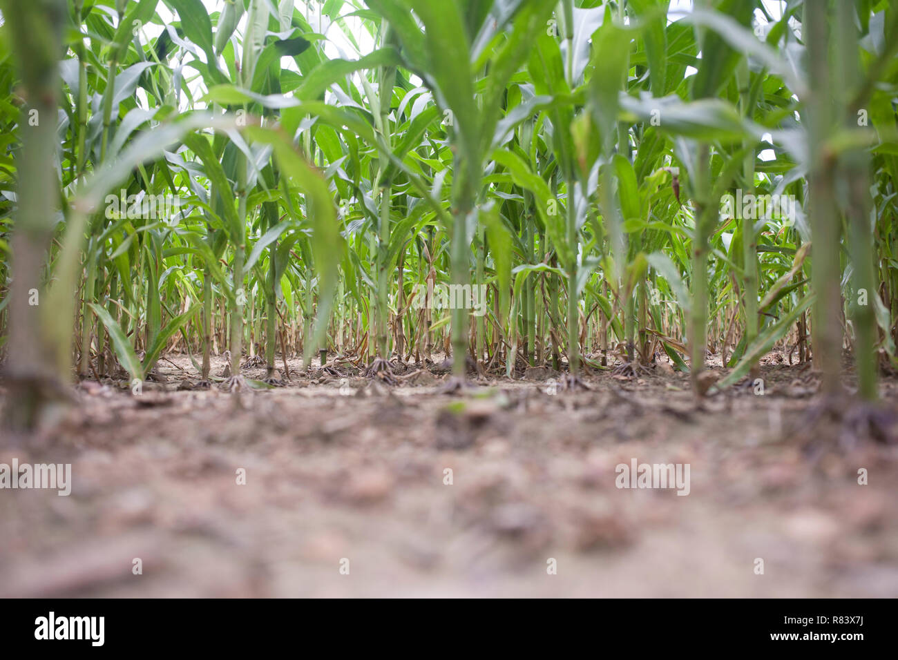 Wide and detailed corn fields leaves and corn plants in France in ...