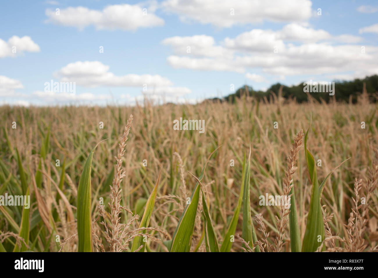 Corn maize harvest france hi-res stock photography and images - Alamy