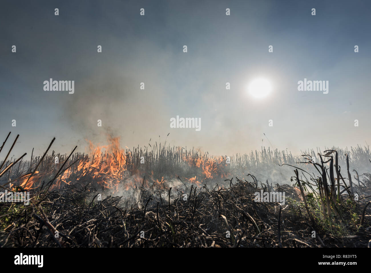 Straw stubble burning hi-res stock photography and images - Alamy