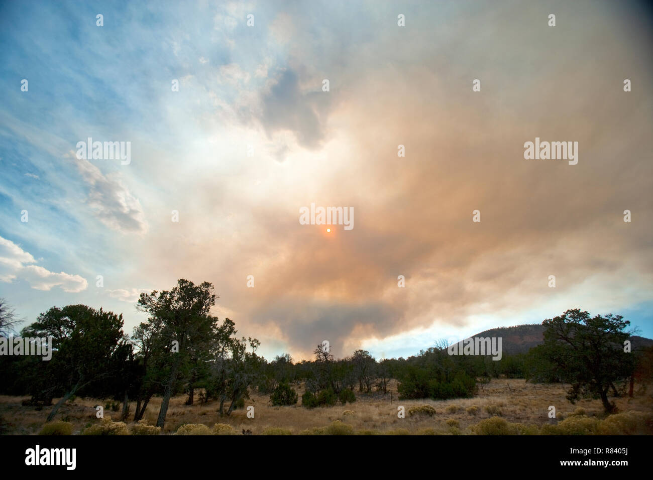 Moody photo of person and tree hi-res stock photography and images - Alamy