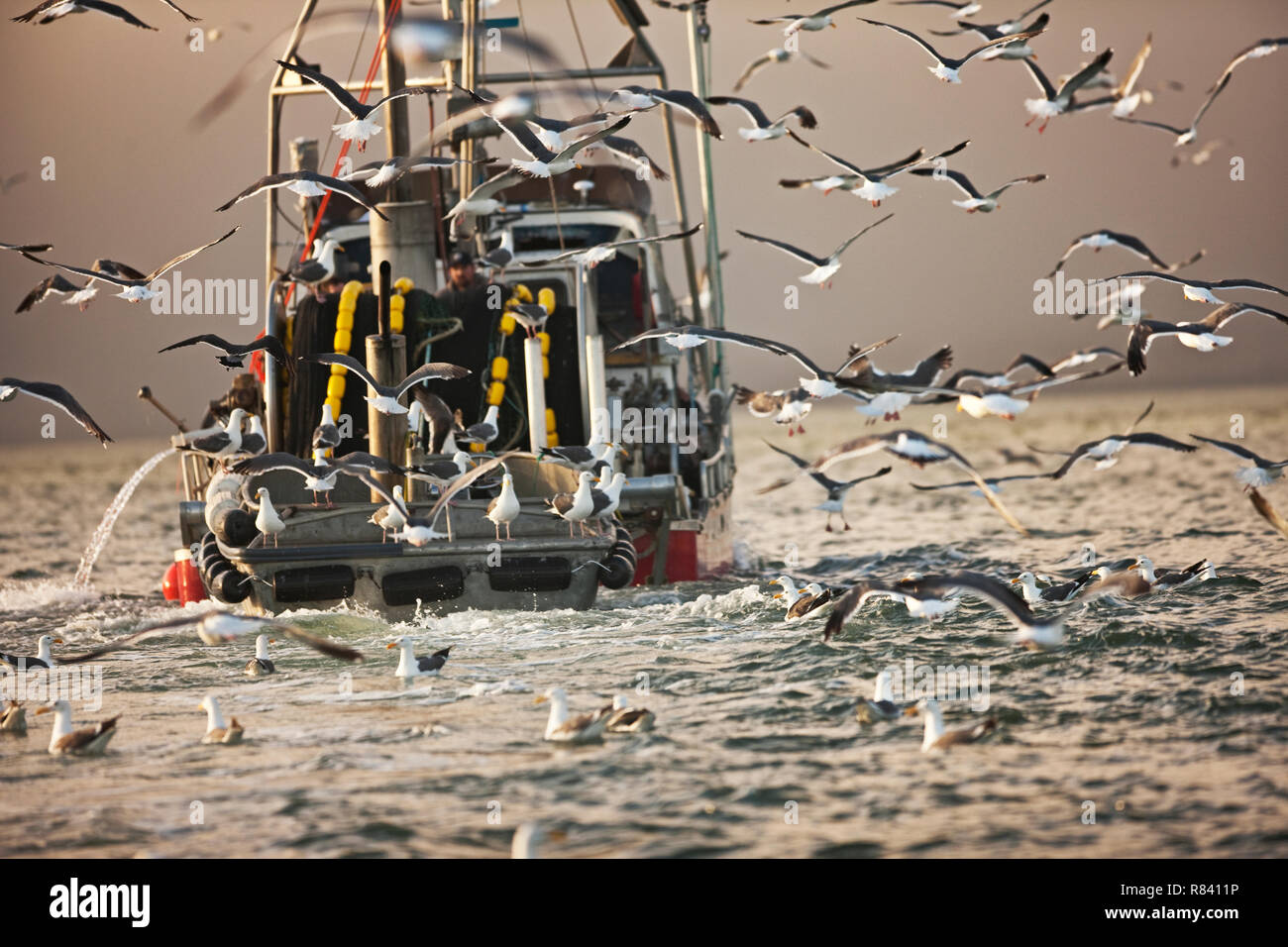 Flock of seagulls flying around a tugboat on the ocean Stock Photo - Alamy