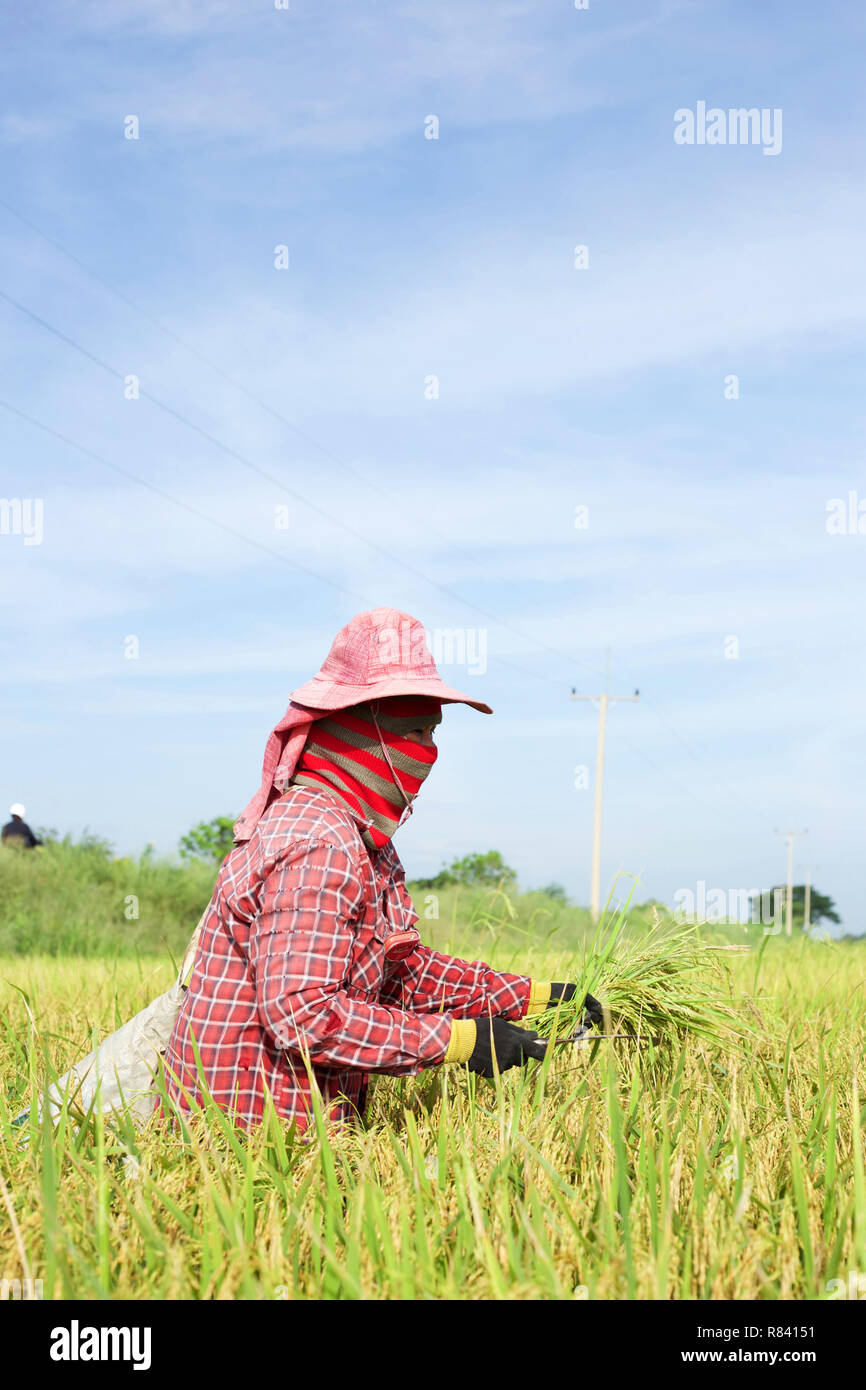 Rice export hi-res stock photography and images - Alamy