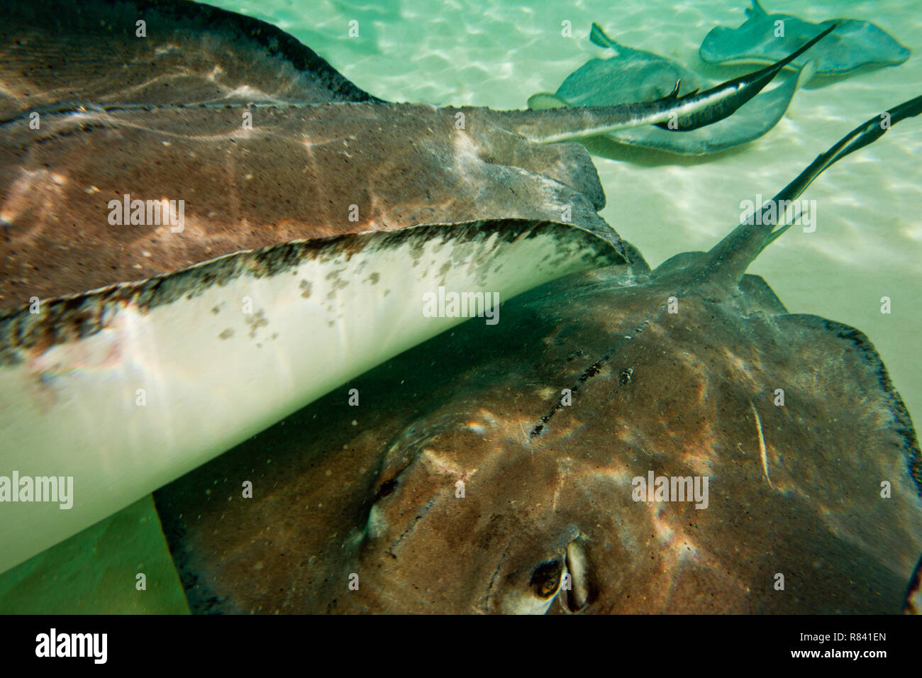 Stingrays swimming in shallow water at a tropical beach Stock Photo - Alamy