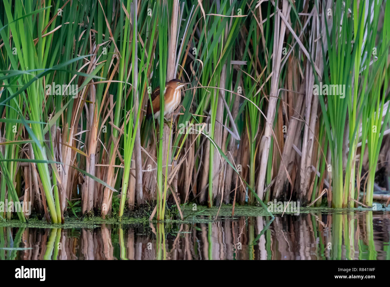 Least bittern (Ixobrychus exilis). The least bittern is one of the ...