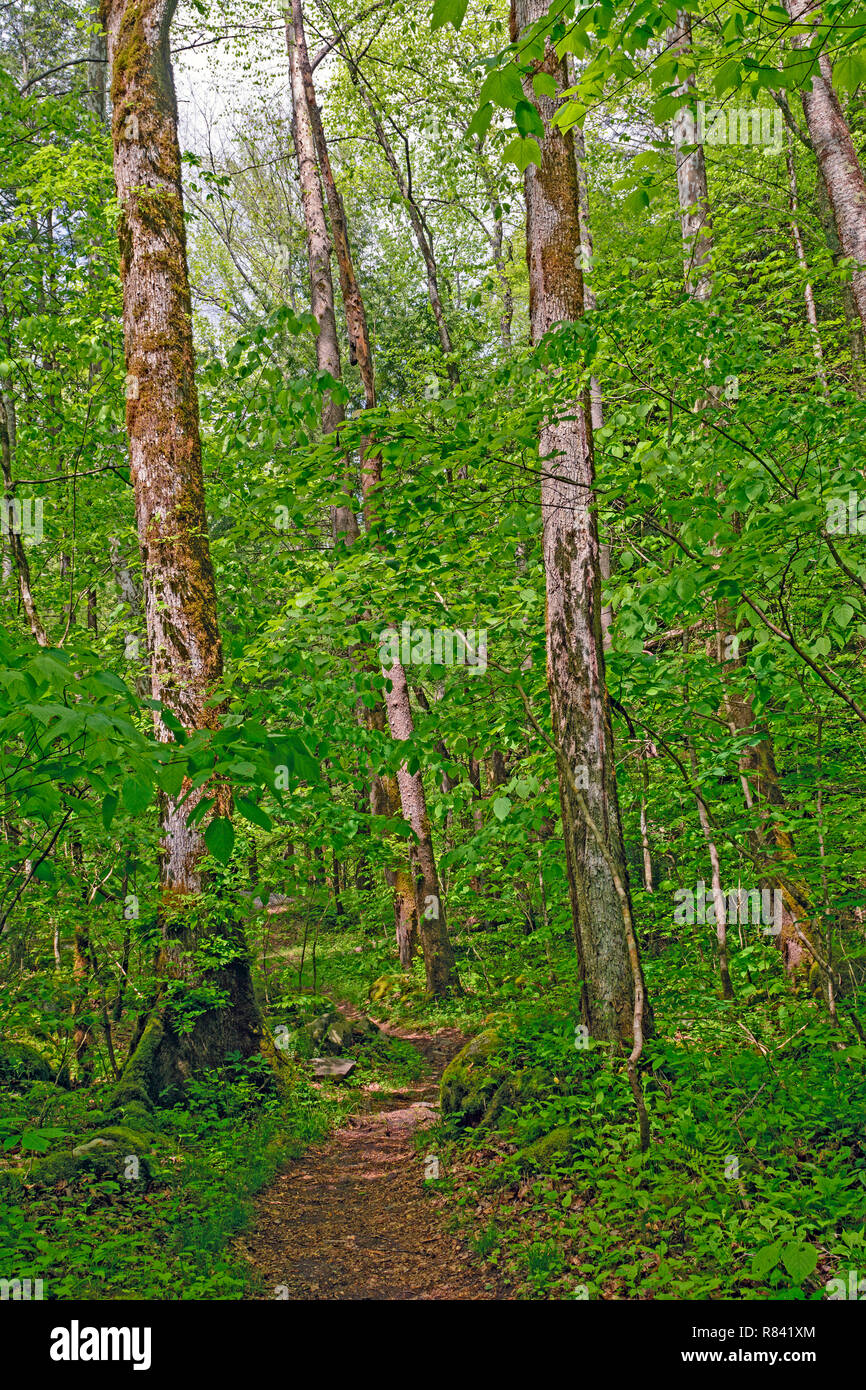 Baxter creek trail hi-res stock photography and images - Alamy