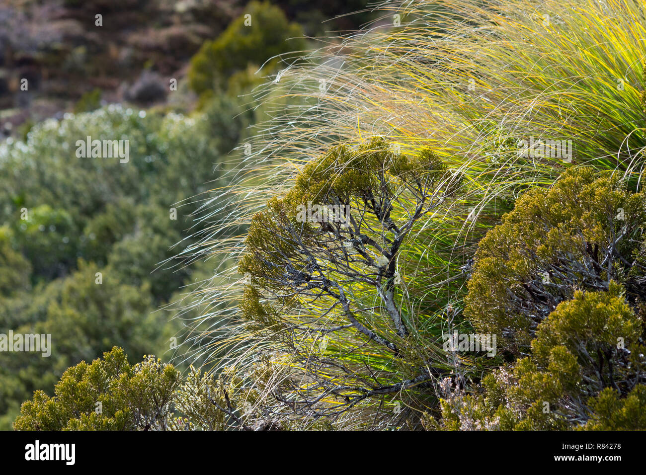 Tongariro National Park. Flora on the Central Plateau Stock Photo - Alamy