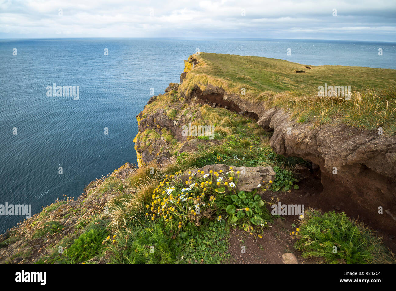 Dramatic and high cliffs of Latrabjarg, west fjords Iceland Stock Photo ...