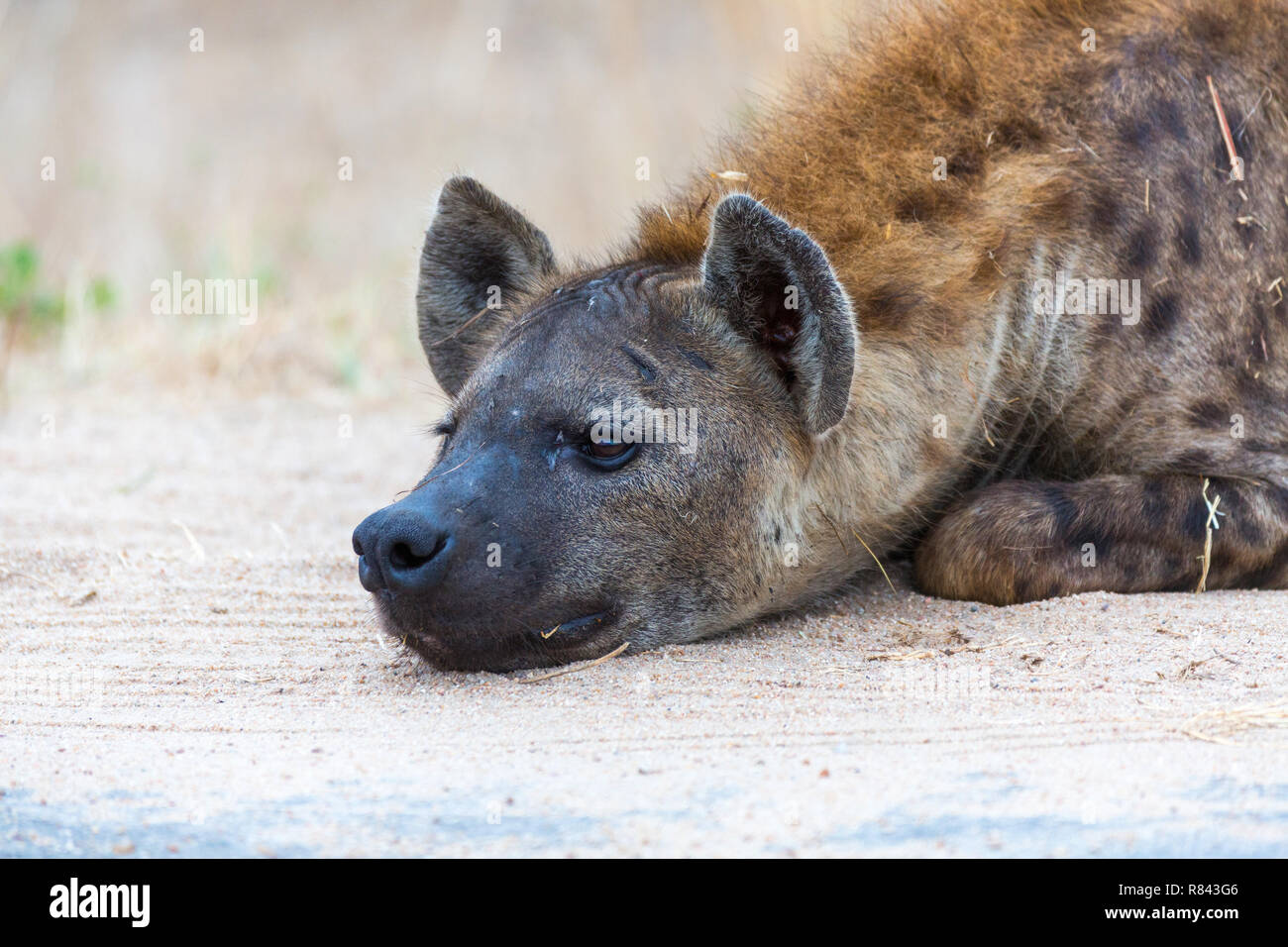 Hyena tail hi-res stock photography and images - Alamy