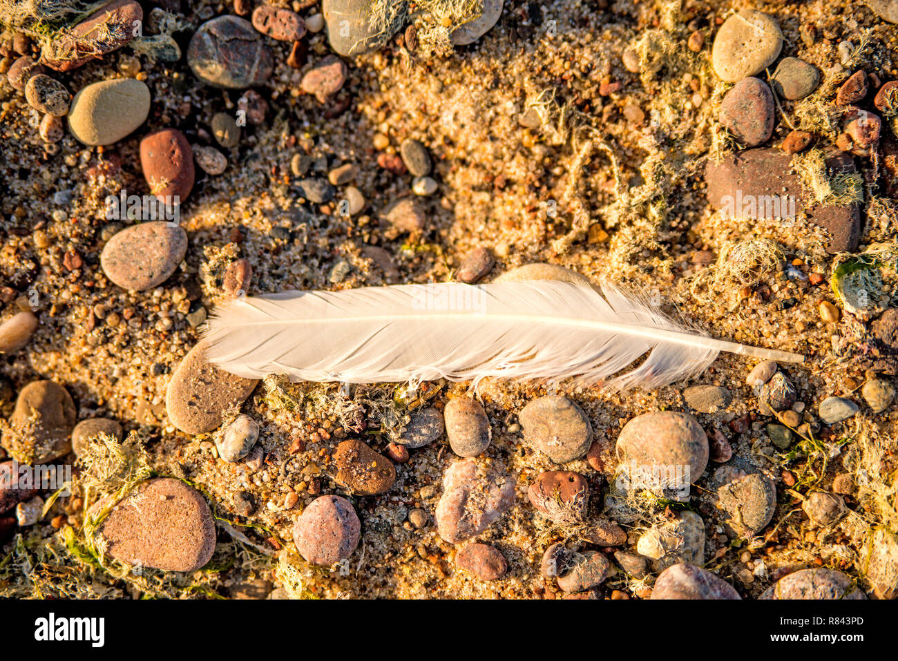 feather on a beach Stock Photo - Alamy