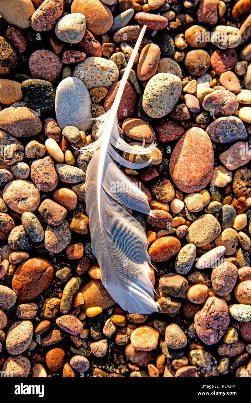 feather on a beach Stock Photo - Alamy
