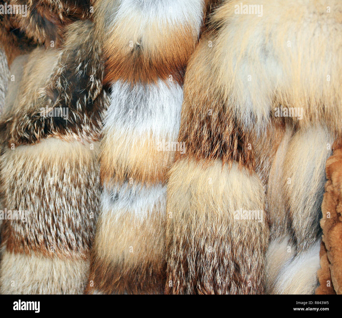 Row of many fur coats of different colors Stock Photo - Alamy Row of many fur coats of different colors Stock Photo - Alamy