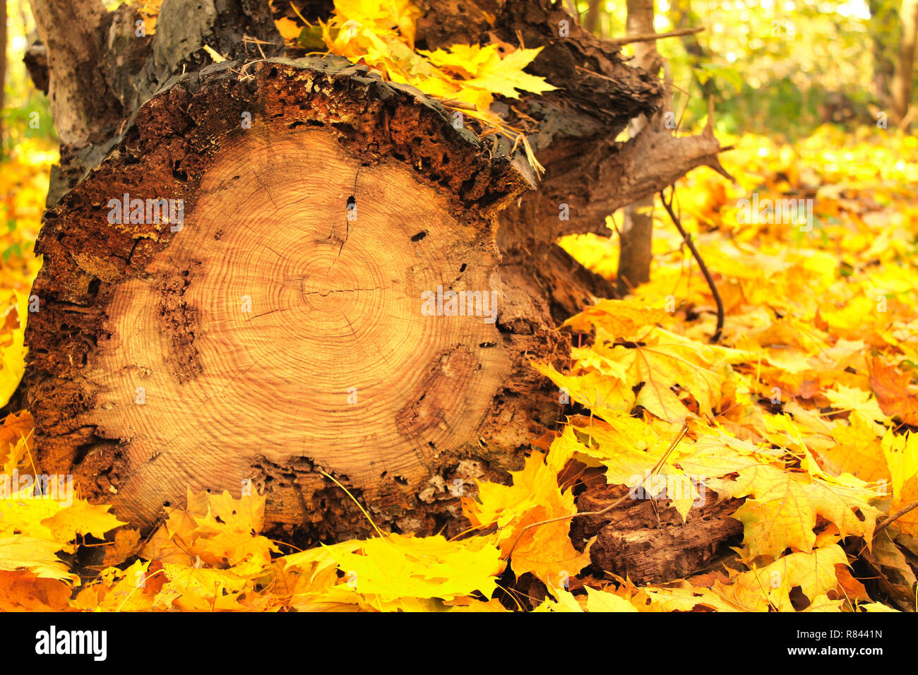 Autumn maple leaves and log Stock Photo - Alamy