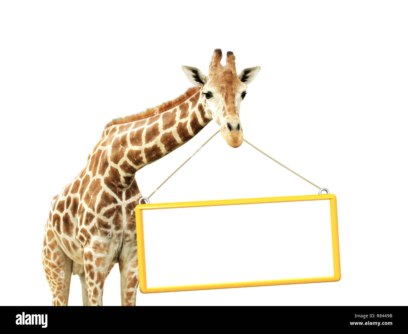Giraffe with signboard in yellow frame. Isolated on white background ...