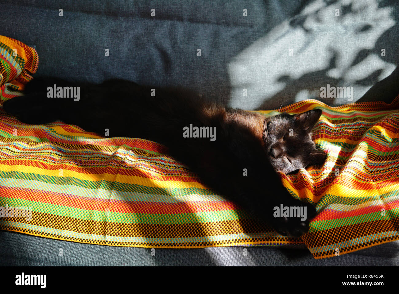 A chocolate-colored cat sleeps on a striped blanket. The sun warms the ...