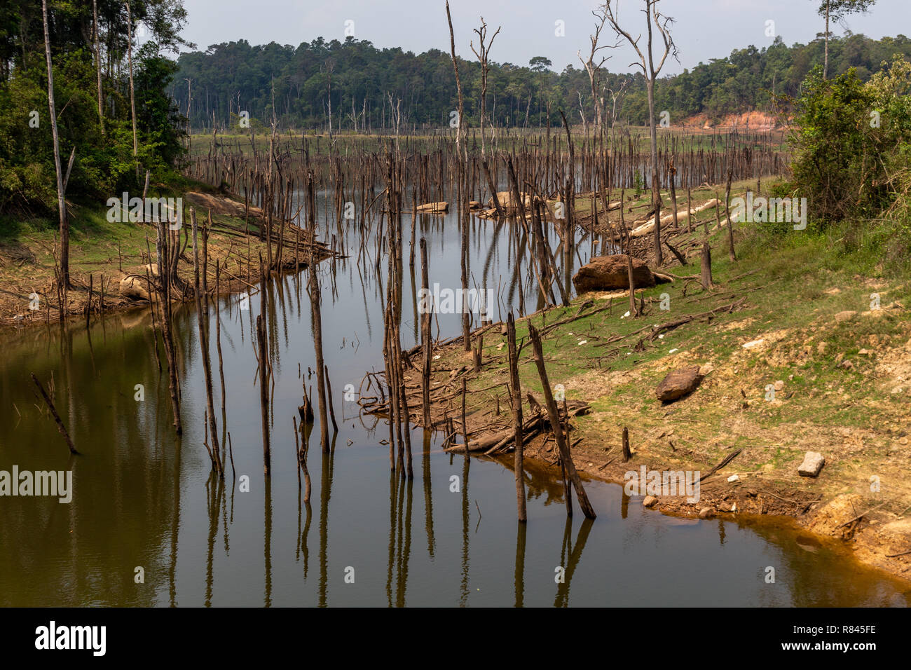 Thakhek, Laos - April 20, 2018: Dead trees surrounded by forest near ...