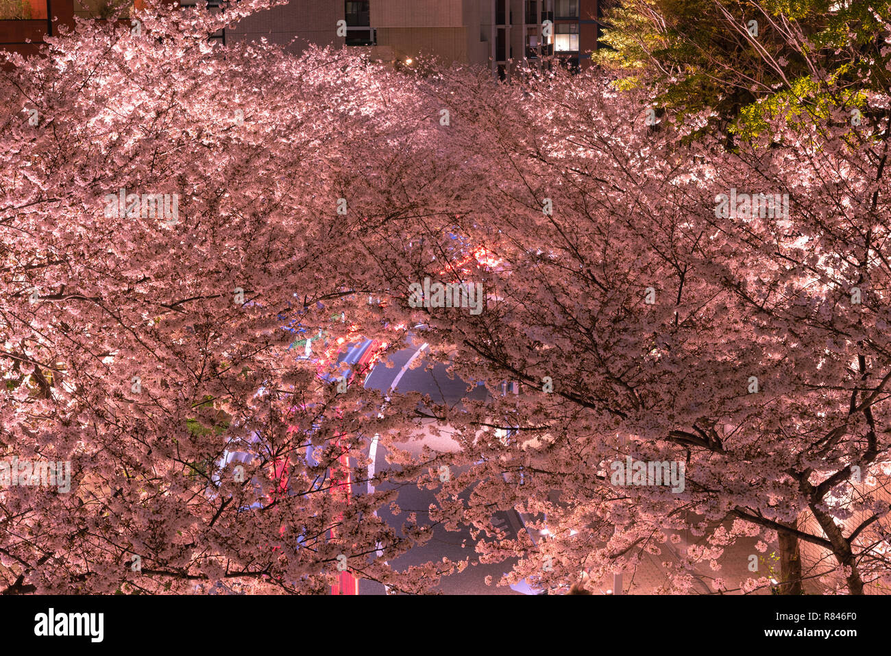 Tokyo spring hi-res stock photography and images - Alamy