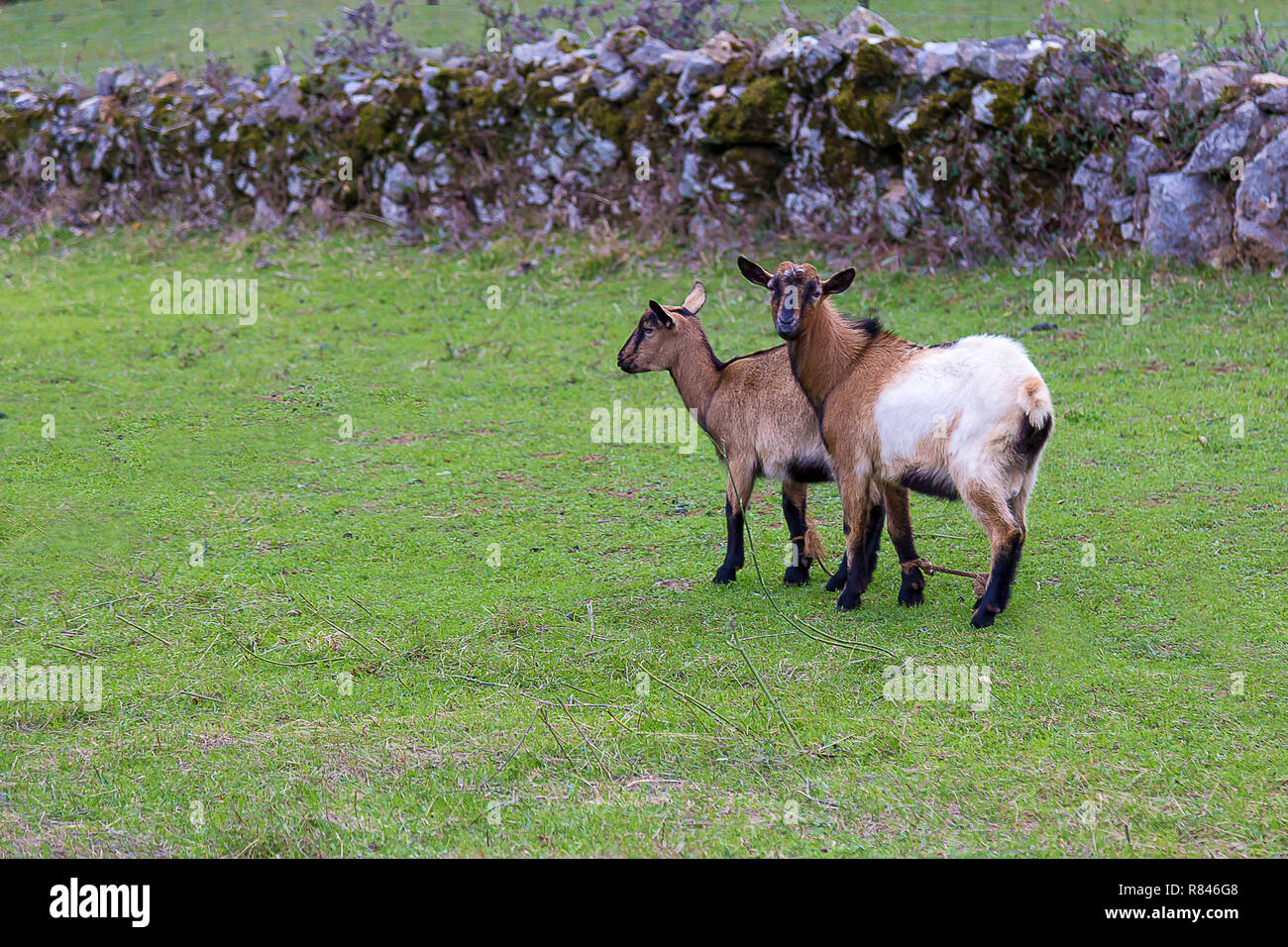 Two beautiful goats hi-res stock photography and images - Alamy
