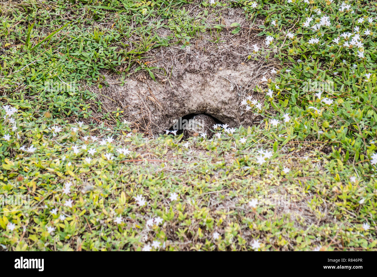 Burrowing owl in hole hi-res stock photography and images - Alamy