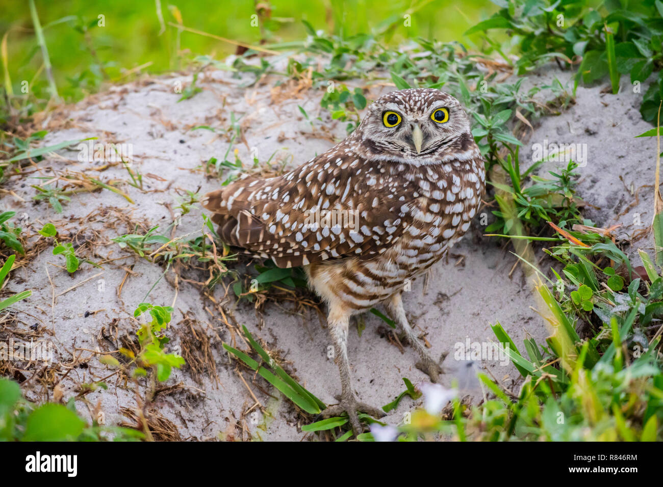 A Burrowing Owl in Cape Coral, Florida Stock Photo - Alamy
