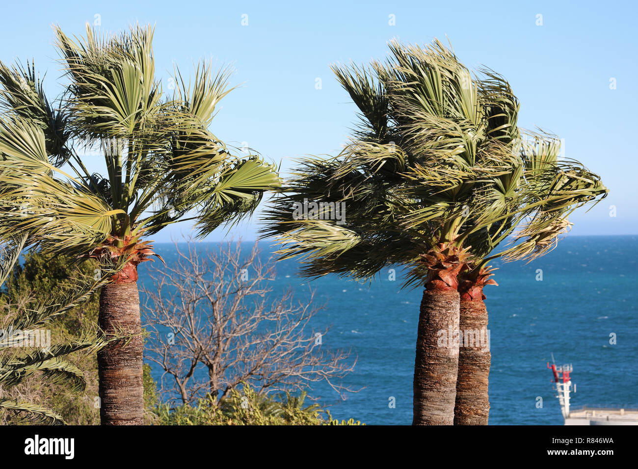 Moving branches hi-res stock photography and images - Alamy