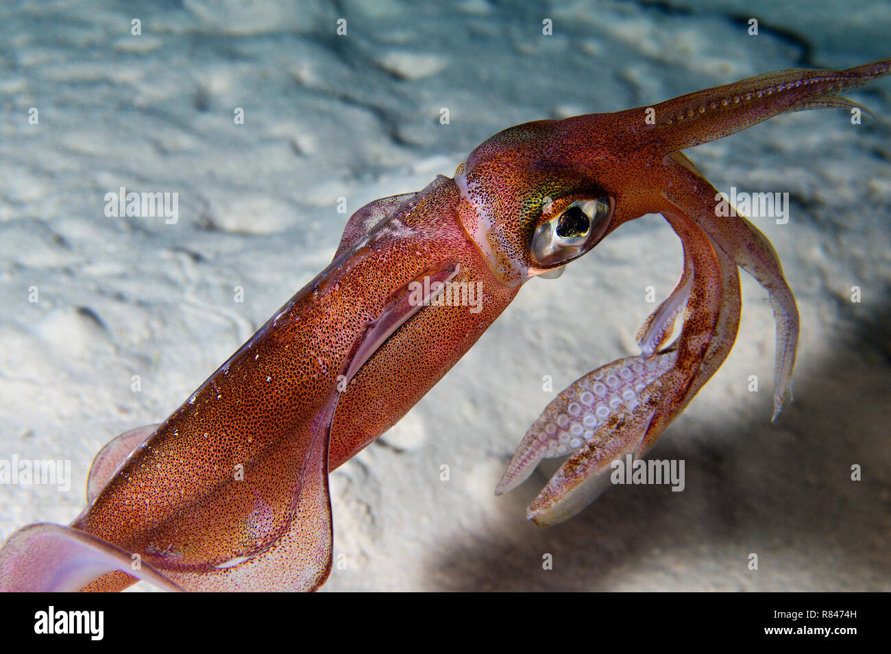 Squid in the Red Sea, Egypt Stock Photo - Alamy