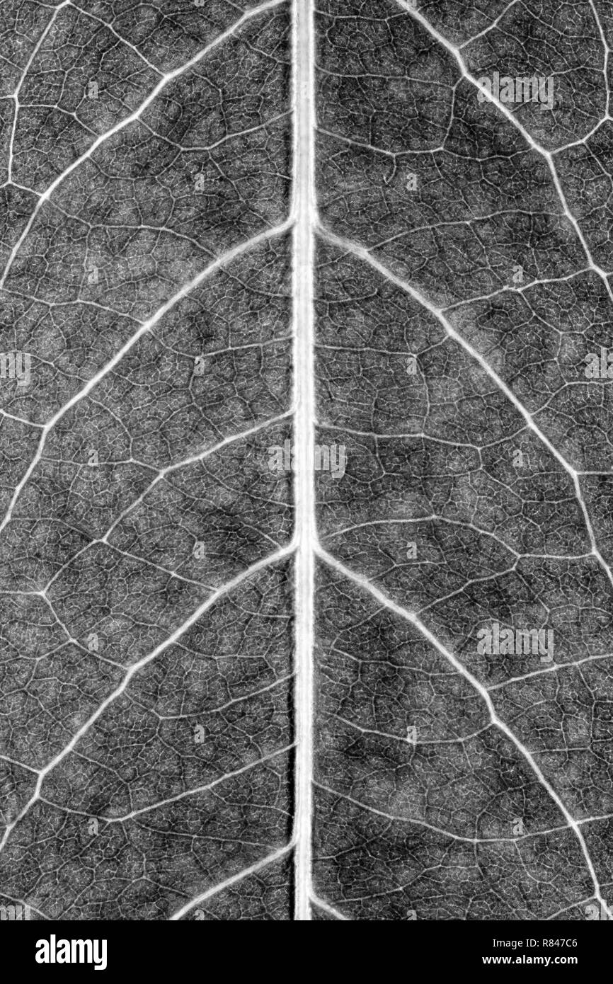 Close up macro fine detail and textures of leaves, backlit to enhance ...