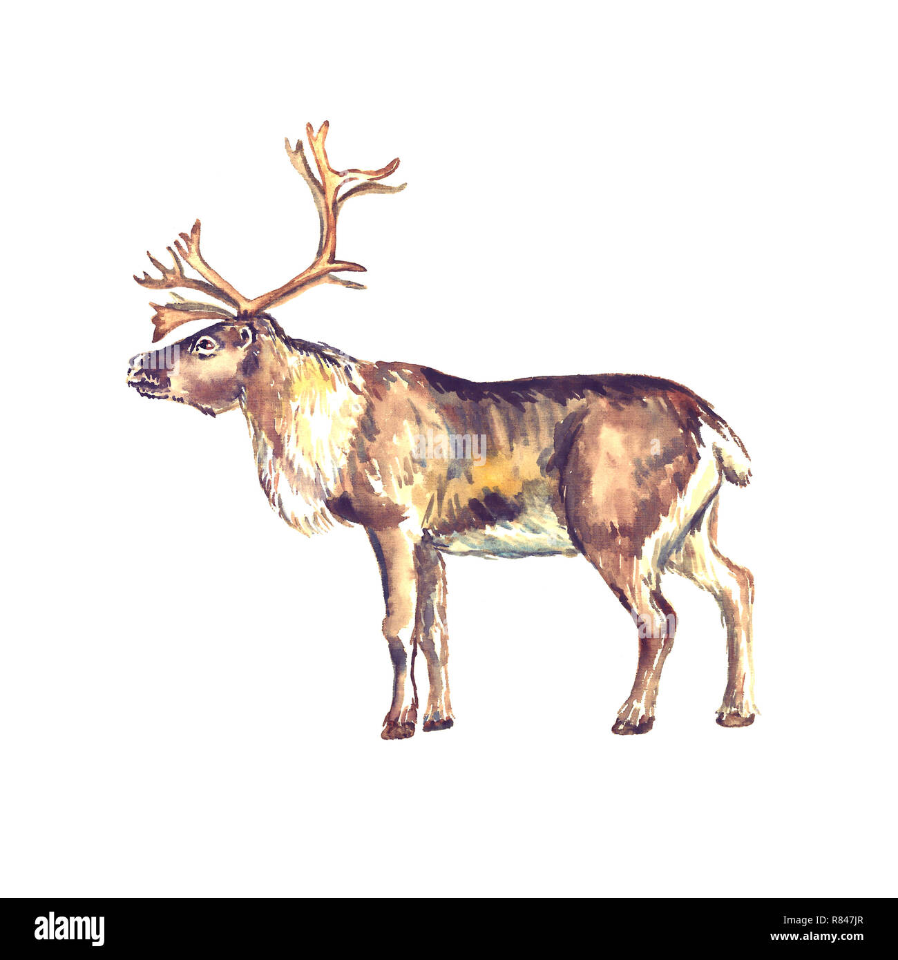 Reindeer male standing, side view, isolated watercolor illustration ...