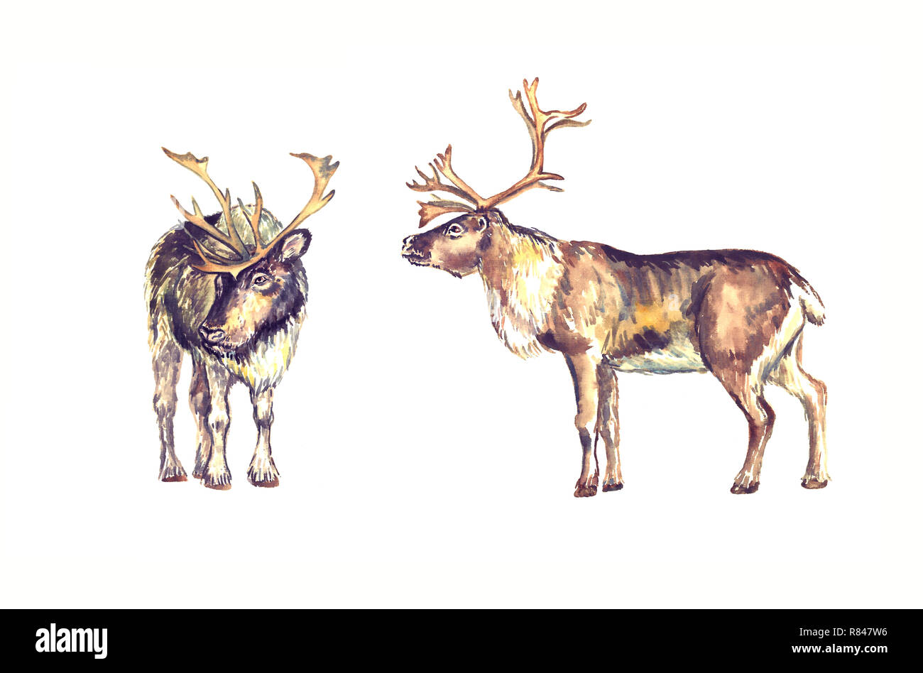 Reindeers male standing, front and side view, isolated watercolor ...