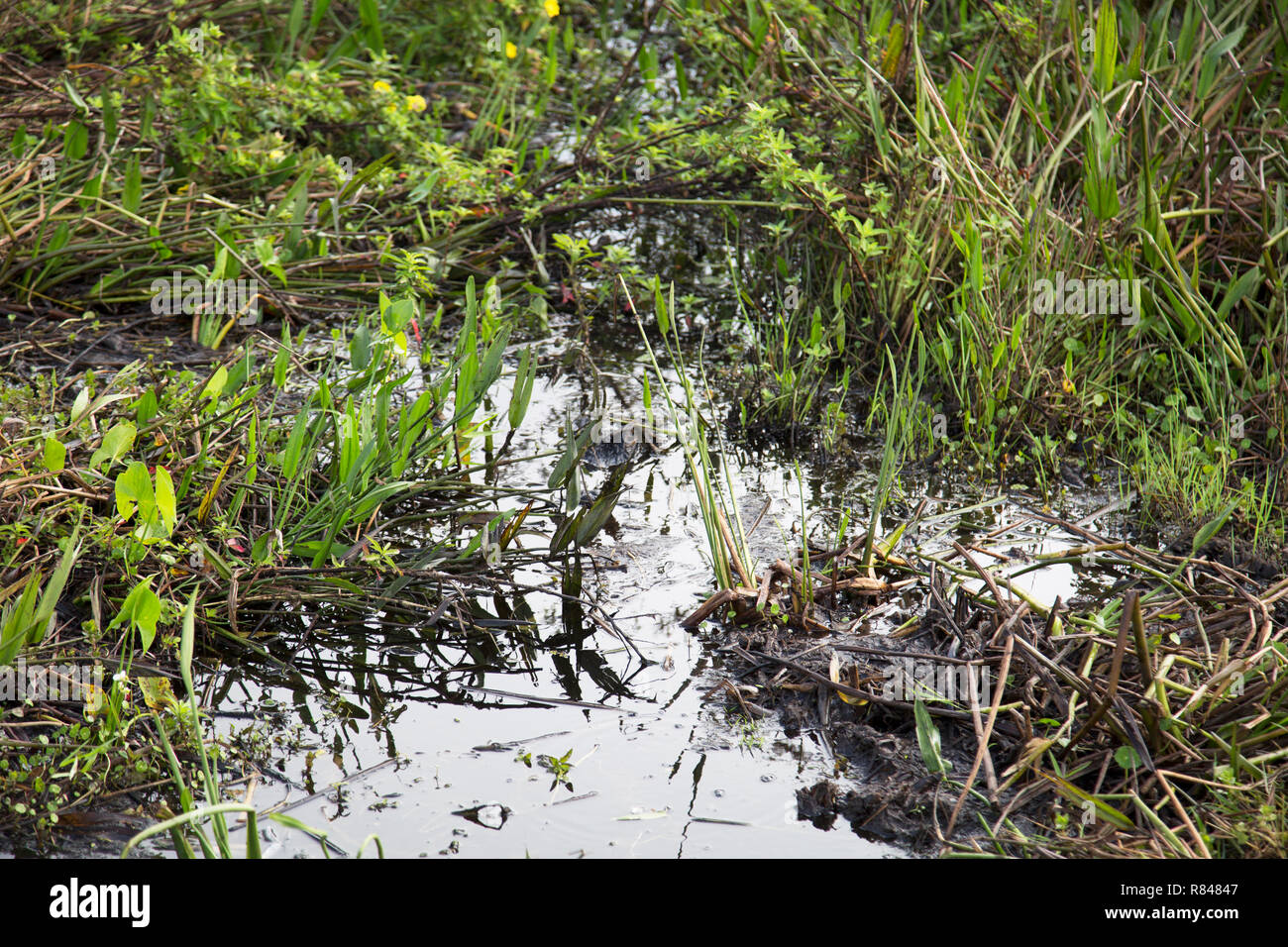 Female alligator nest hi-res stock photography and images - Alamy