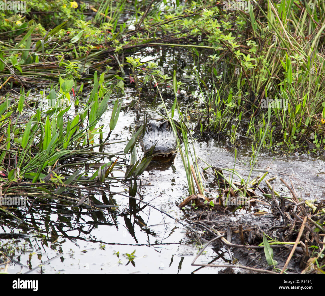 Alligator nest hi-res stock photography and images - Alamy