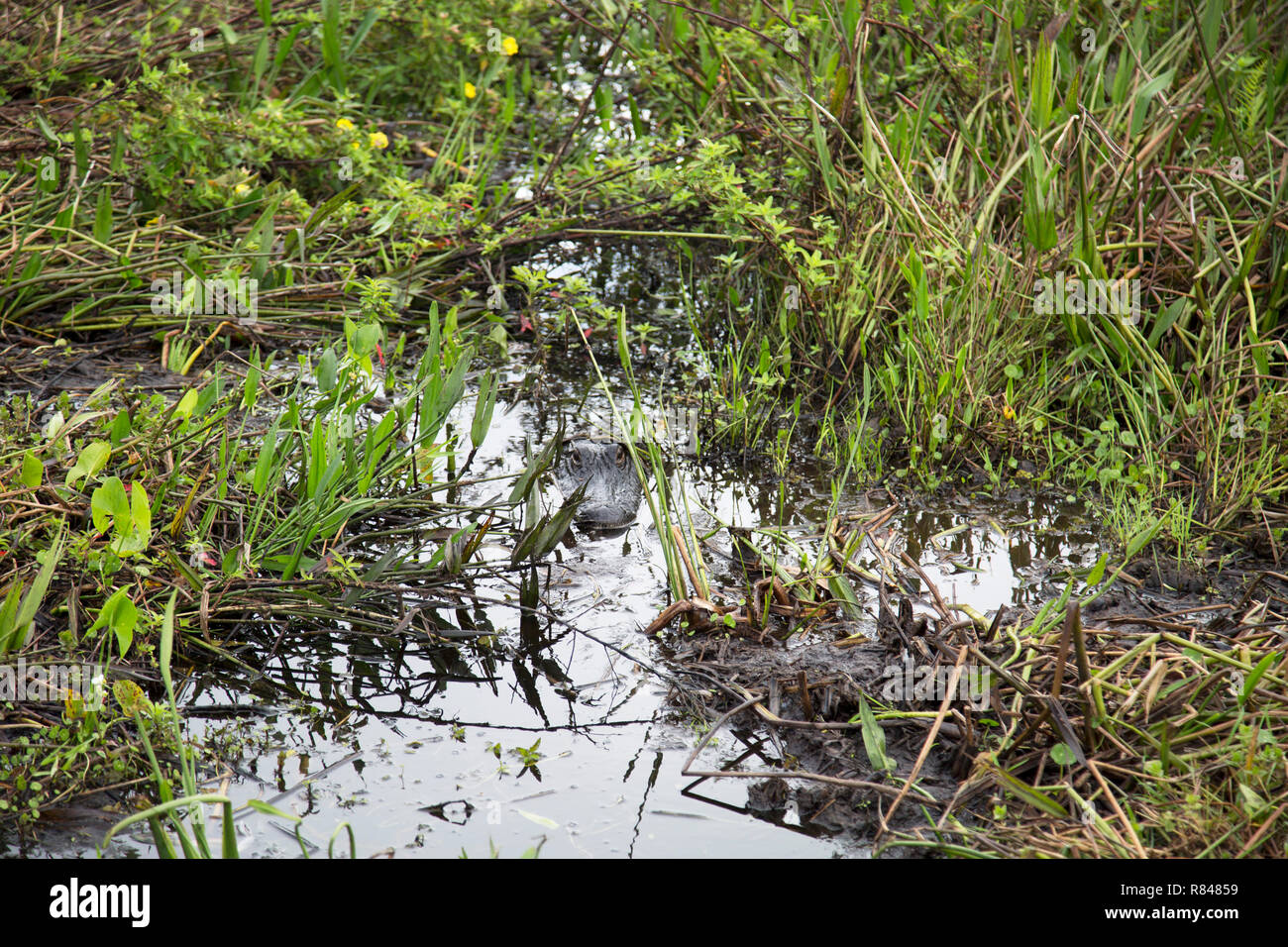 Spot the Gator, Wild Female Alligator protecting her nest, Florida, USA ...