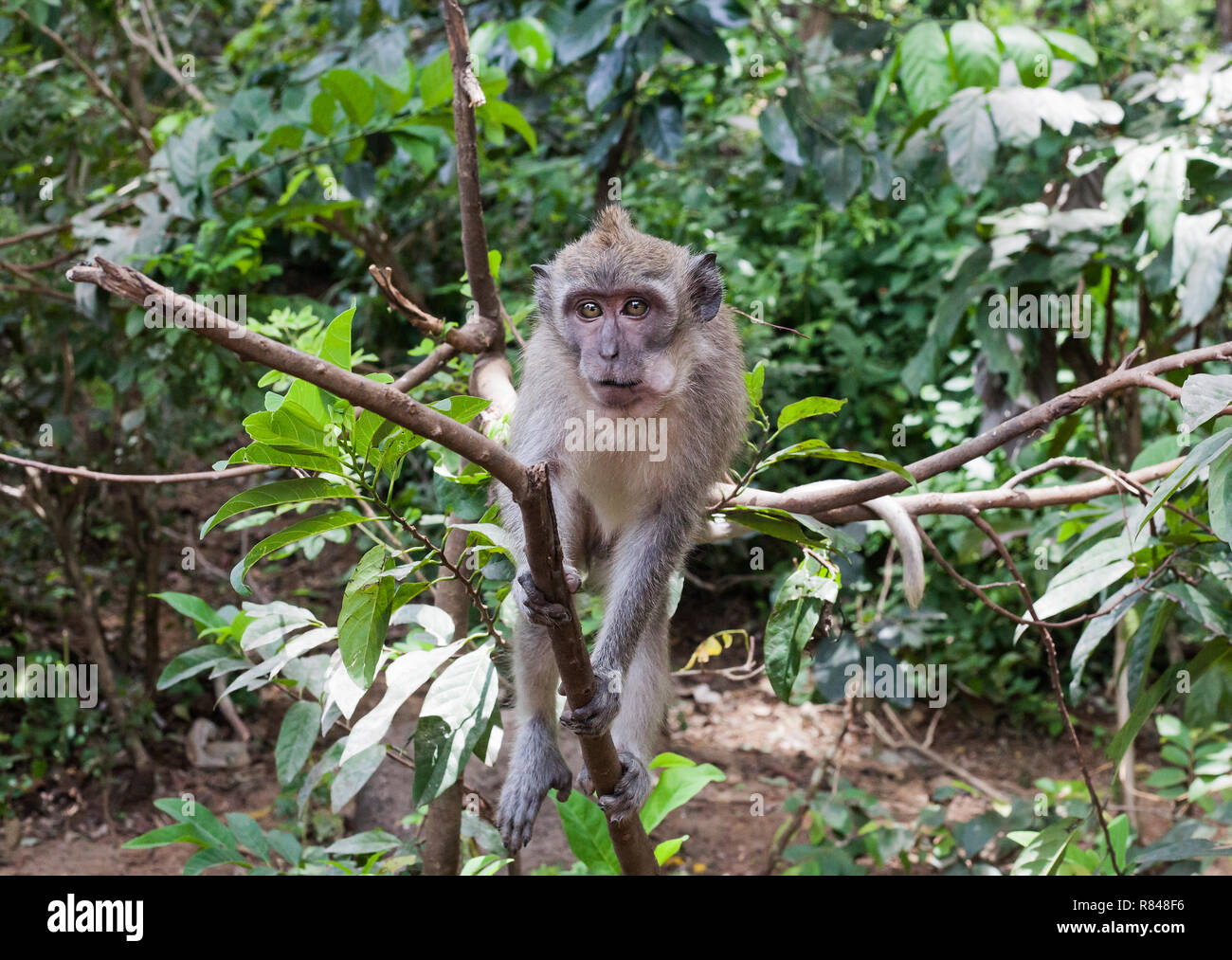 Macaque in green jungle. Balinese monkey (macaca fascicularis) sitting ...