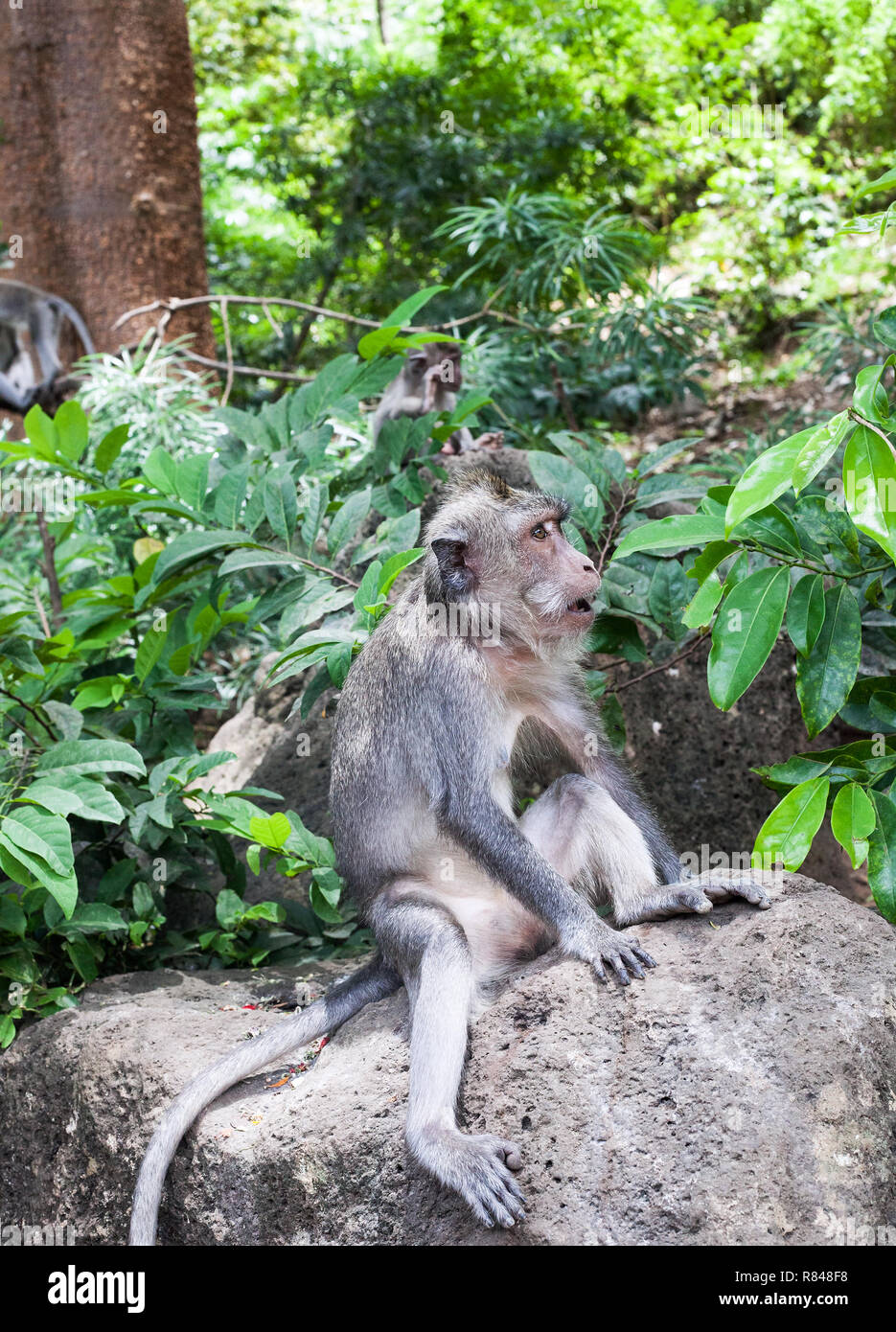 Scared macaque in green jungle. Balinese monkey (macaca fascicularis ...