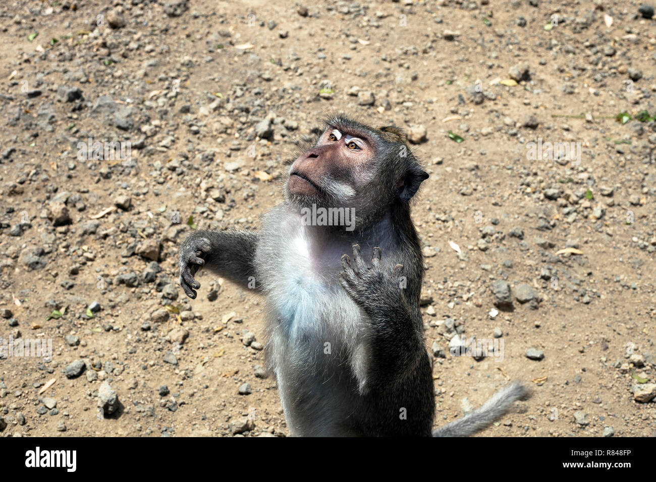 Monkey praying. Funny crab eating macaque (macaca fascicularis) begging ...