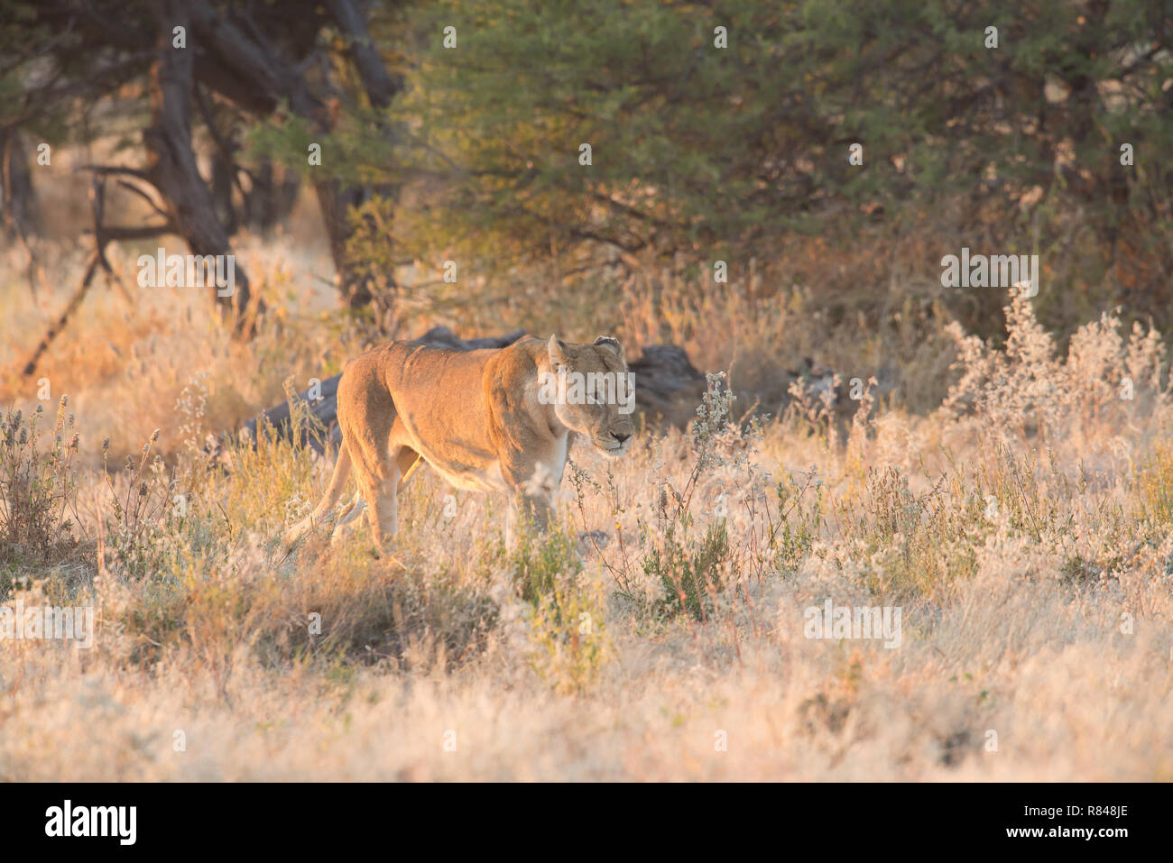 Lioness walking in savanna hi-res stock photography and images - Alamy