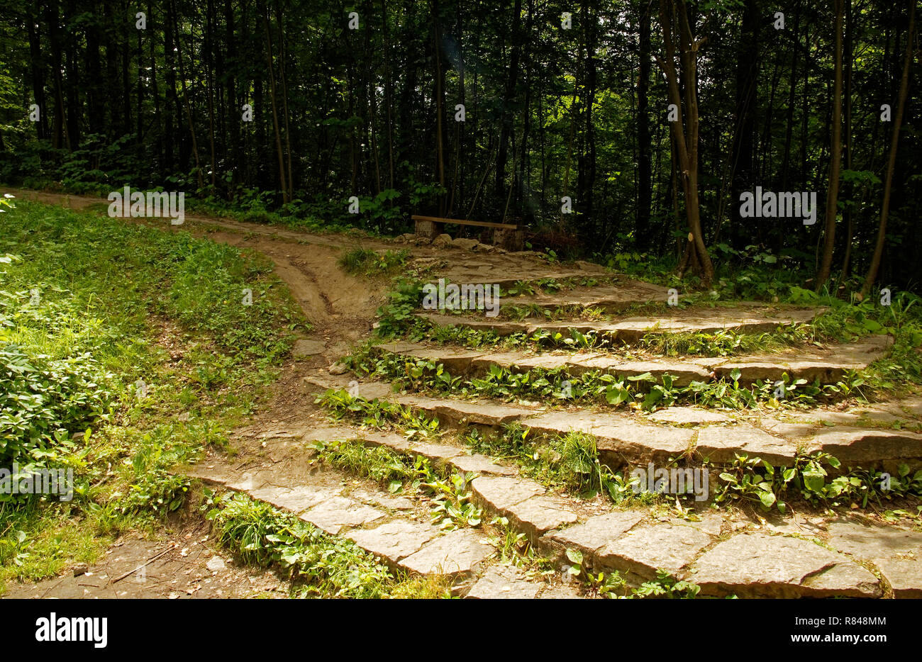 Rock stair trail in forest hi-res stock photography and images - Alamy