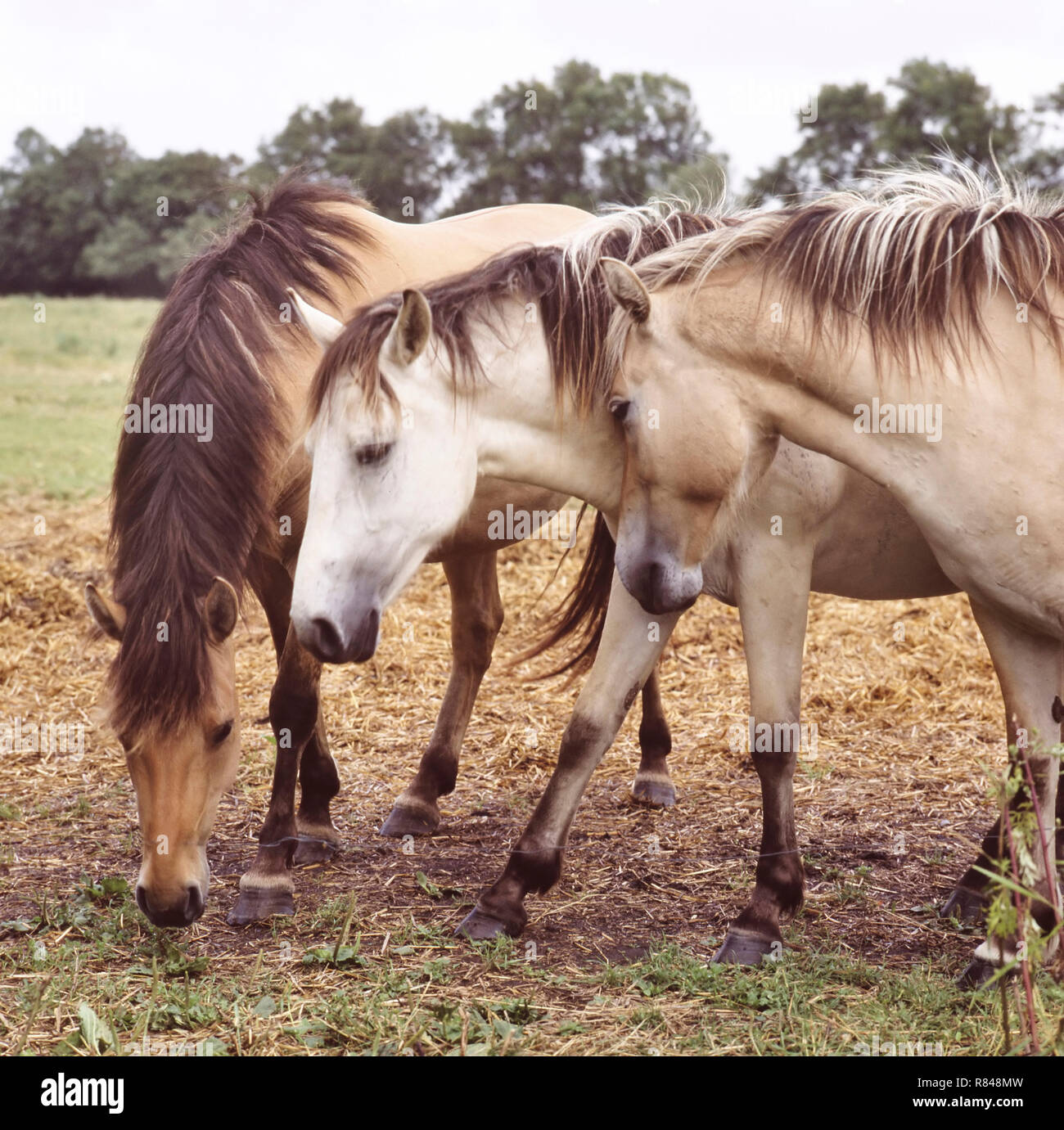Group of three horses together on pasture Stock Photo - Alamy